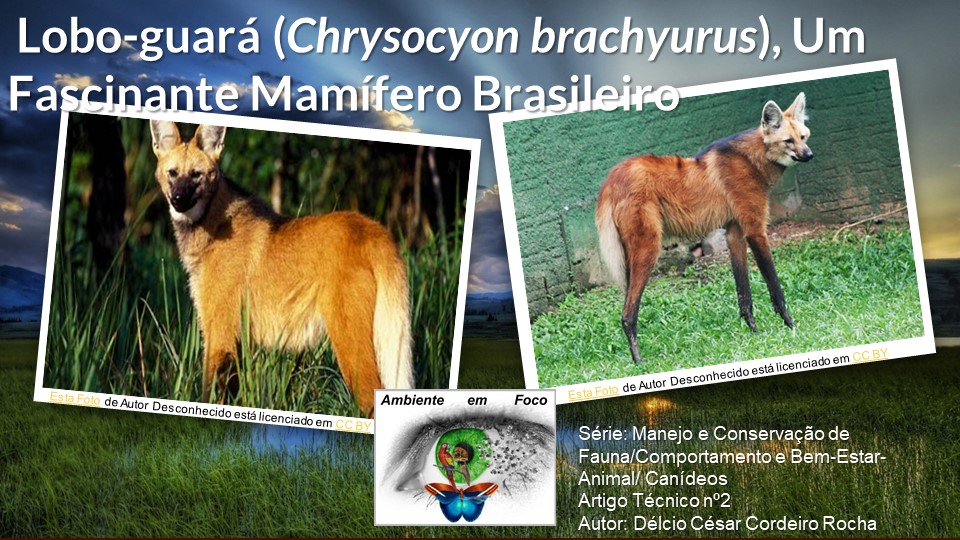 O Lobo-Guará: Um Fascinante Mamífero Brasileiro