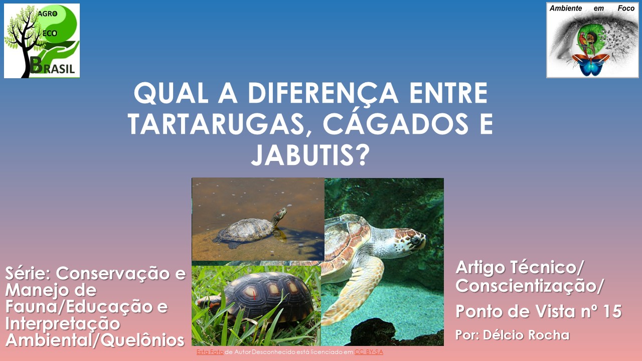 Qual a diferença entre Tartarugas, Cágados e Jabutis?