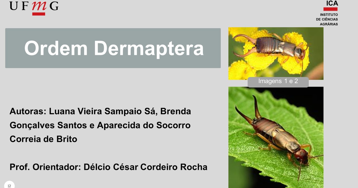 Ordem Dermaptera: Características, Habitat, Alimentação
