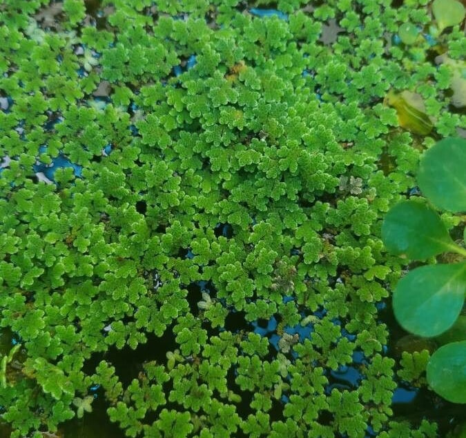 A Comprehensive Guide to Starting an Azolla Farm | Libenthung's Horizon