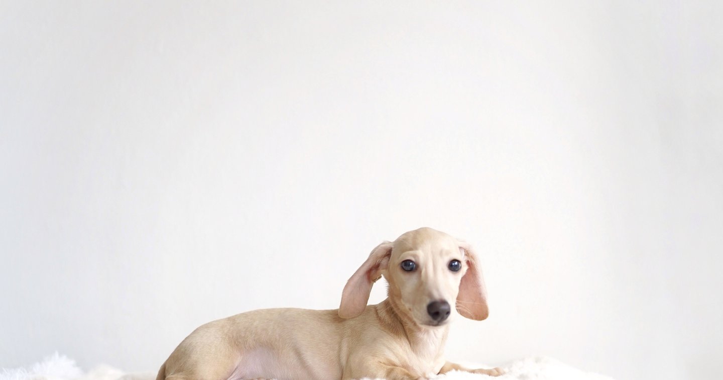 Miniature Dachshund [Deek] | Dawgs & Co. Premium Singapore Pet Shop