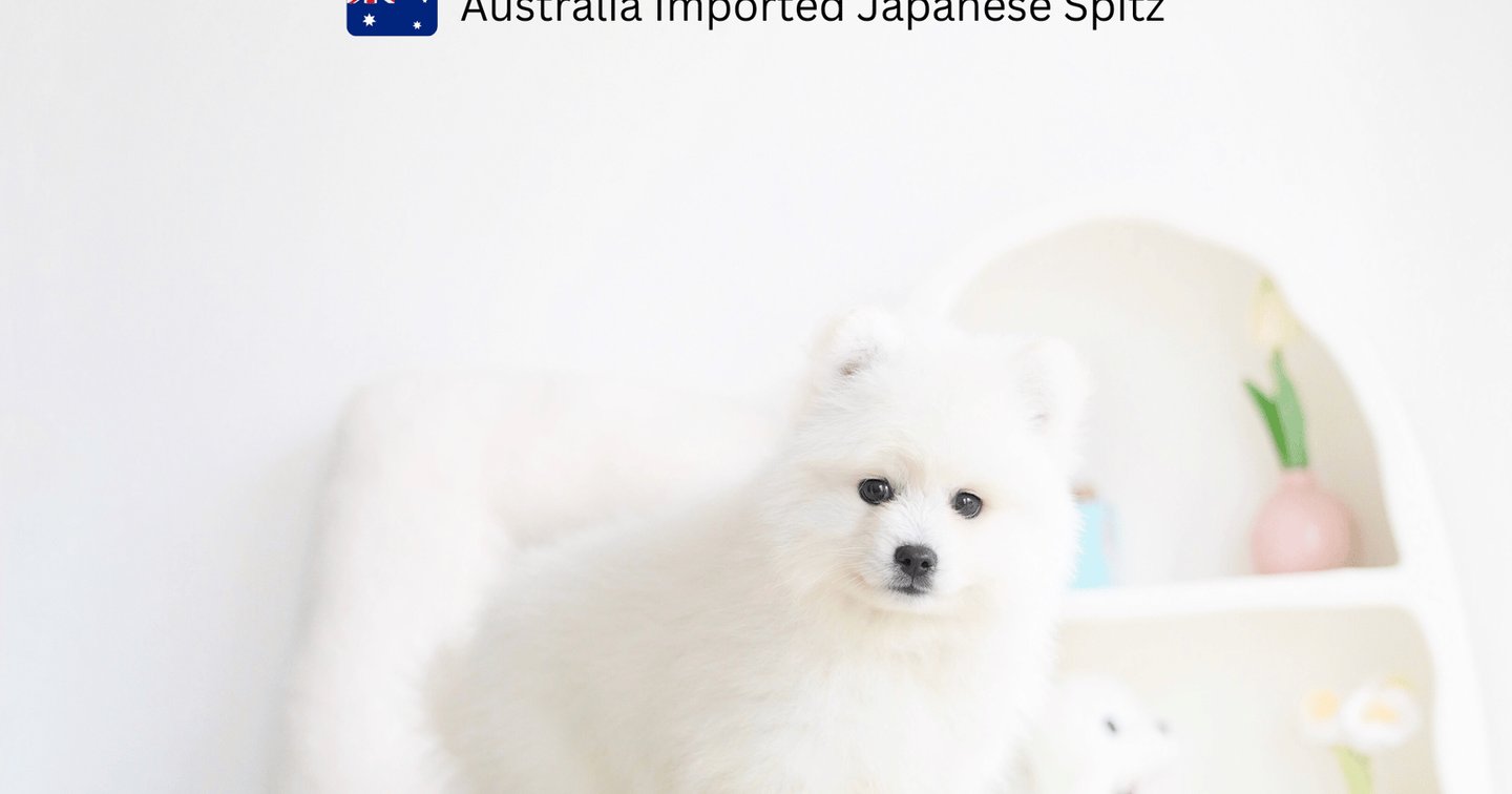 Japanese Spitz [Soba] | Dawgs & Co. Premium Singapore Pet Shop
