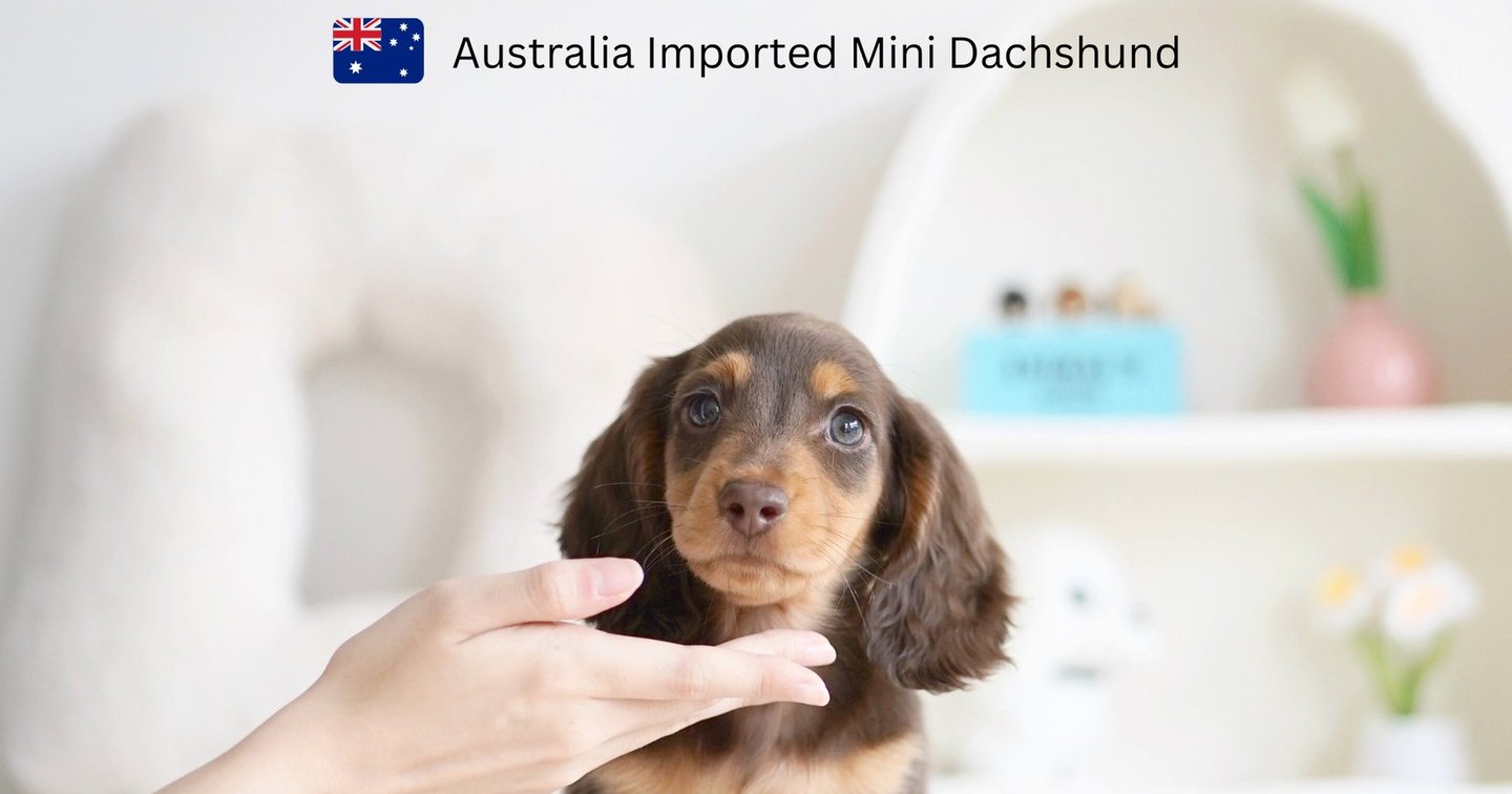 Miniature Dachshund [Twix] | Dawgs & Co. Premium Singapore Pet Shop
