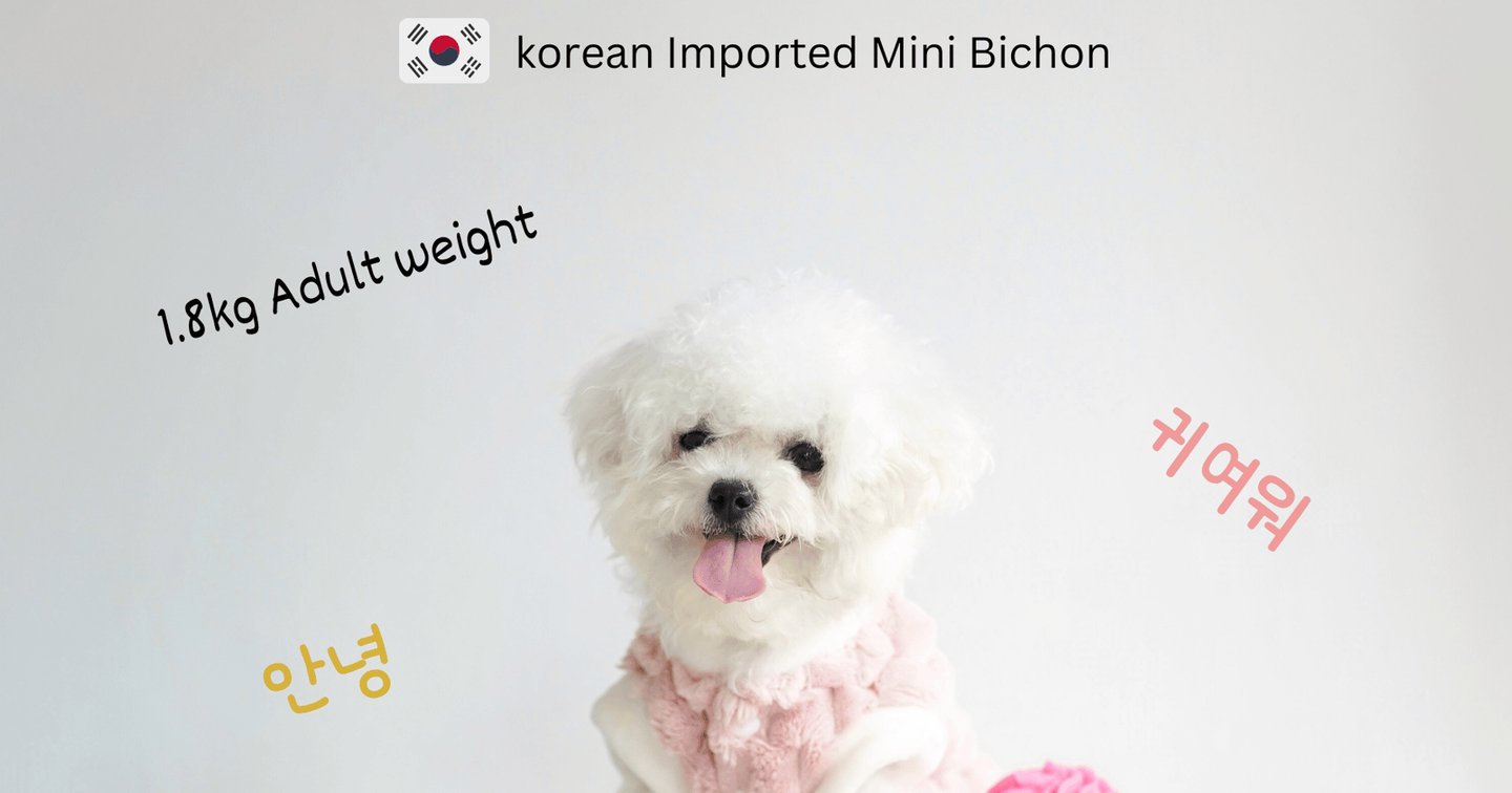 Mini Bichon Frisé [Suji] | Dawgs & Co. Premium Singapore Pet Shop