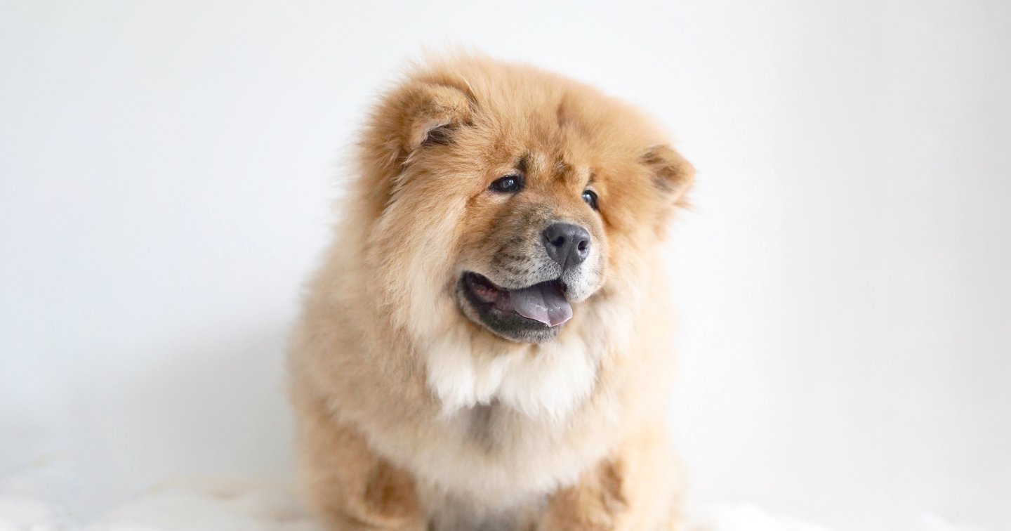 Chow Chow [Theodore] | Dawgs & Co. Premium Singapore Pet Shop