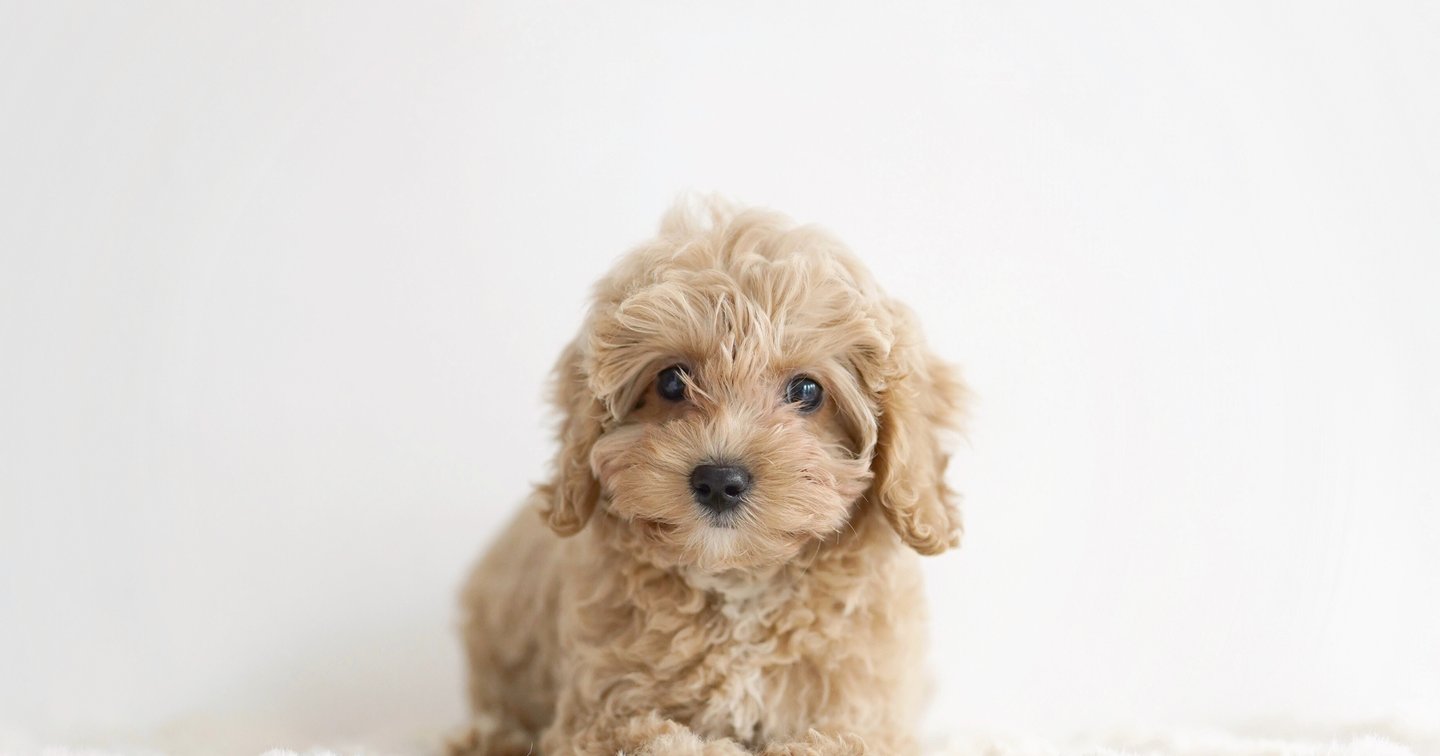 Maltipoo [Ginger] | Dawgs & Co. Premium Singapore Pet Shop