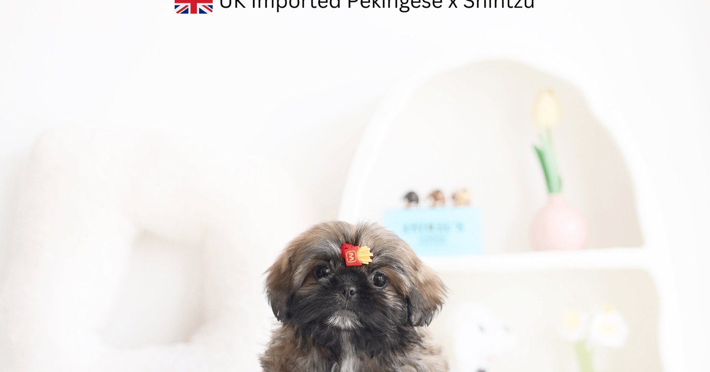 Pekingese x Shih Tzu [Chewie] | Dawgs & Co. Premium Singapore Pet Shop