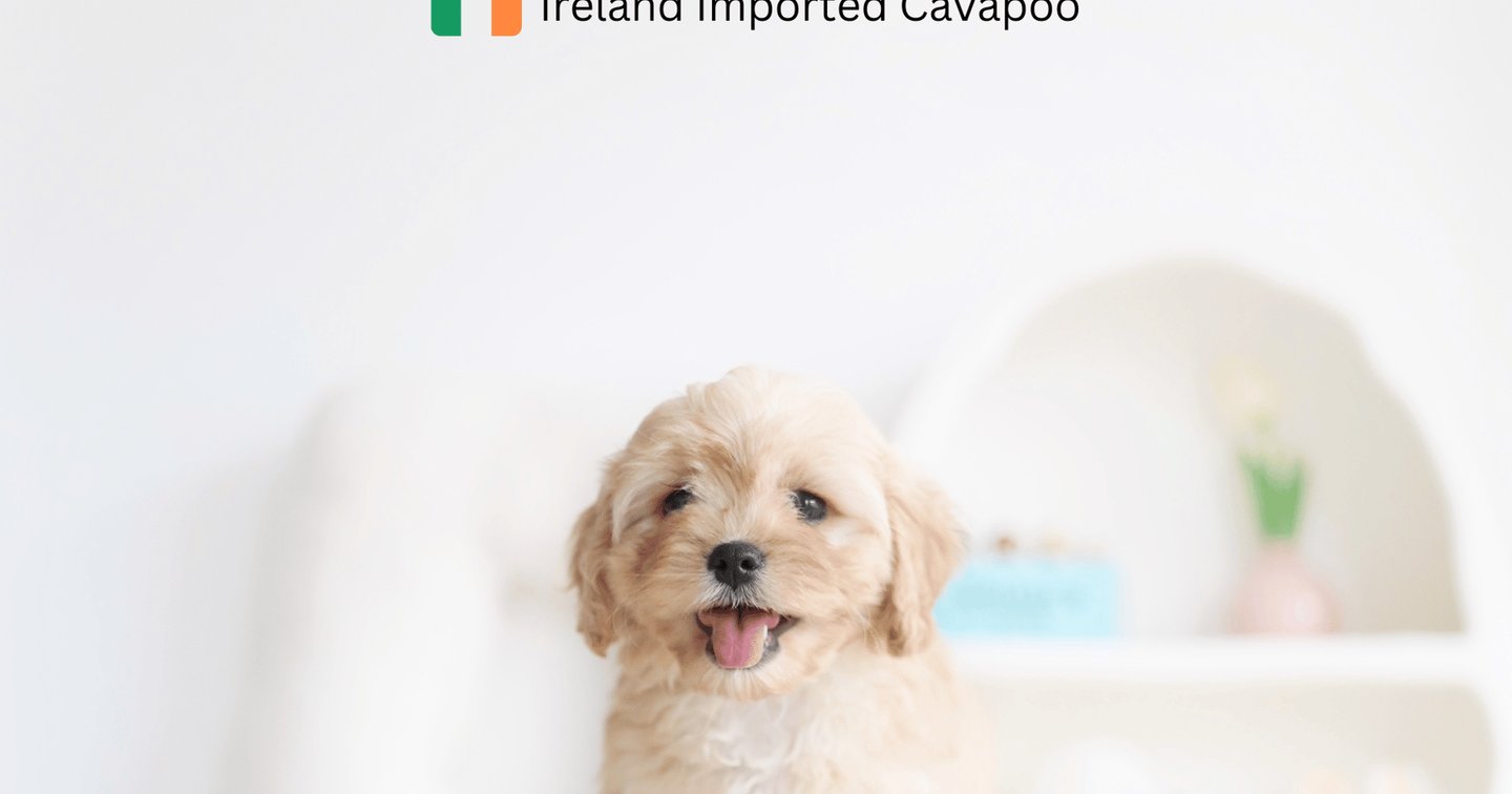 Cavapoo [Dixie] | Dawgs & Co. Premium Singapore Pet Shop