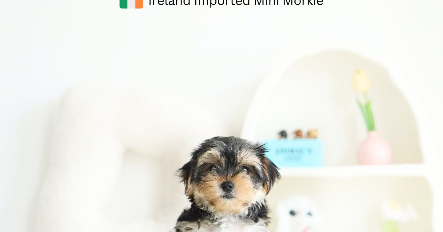 Mini Morkie [Toto] | Dawgs & Co. Premium Singapore Pet Shop