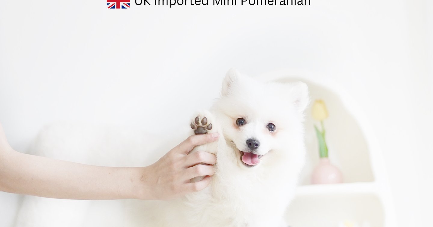 Japanese Spitz [Kenji] | Dawgs & Co. Premium Singapore Pet Shop