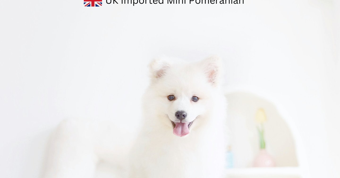 Japanese Spitz [Fuji] | Dawgs & Co. Premium Singapore Pet Shop