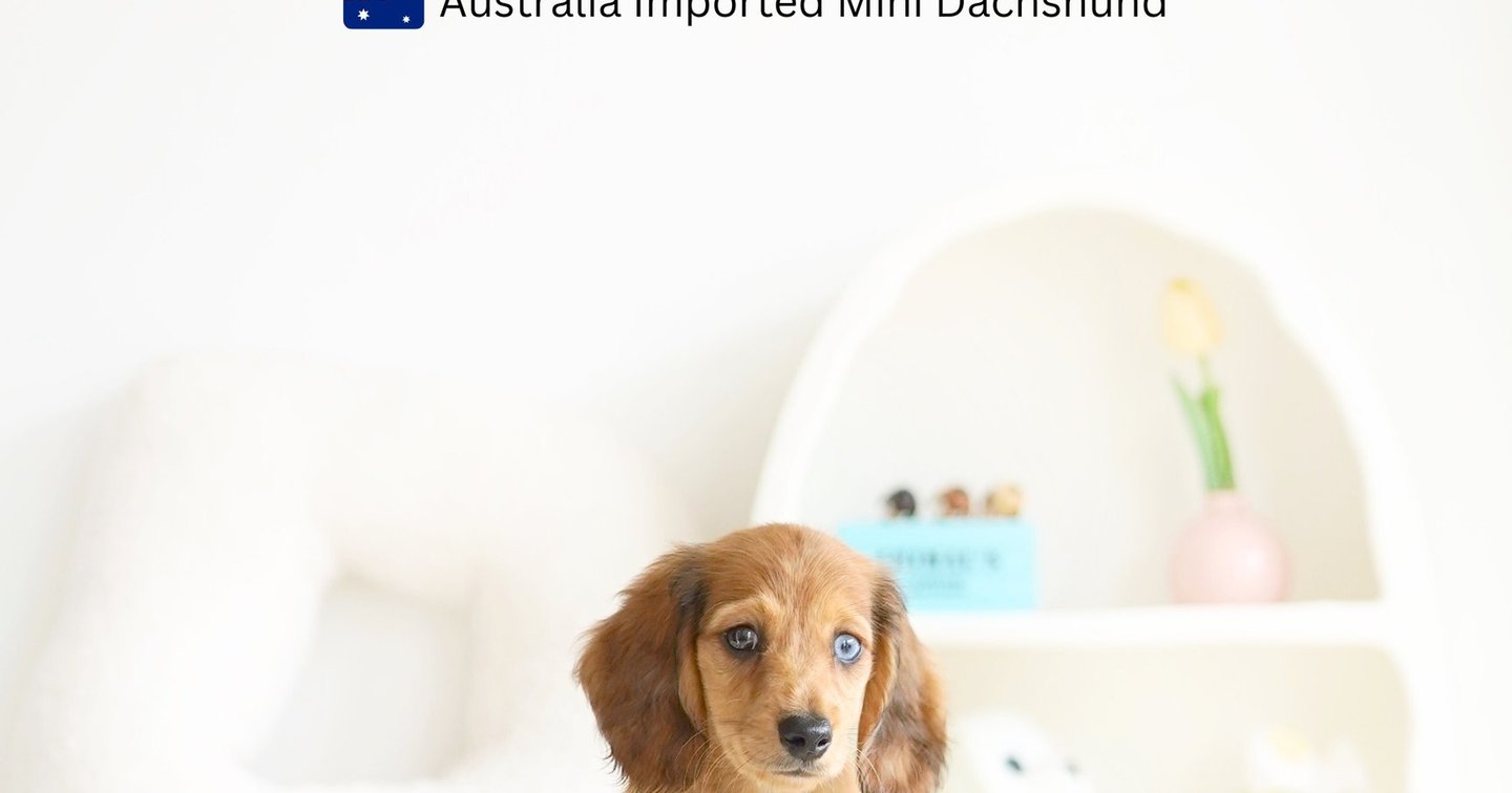 Miniature Dachshund [Igor] | Dawgs & Co. Premium Singapore Pet Shop