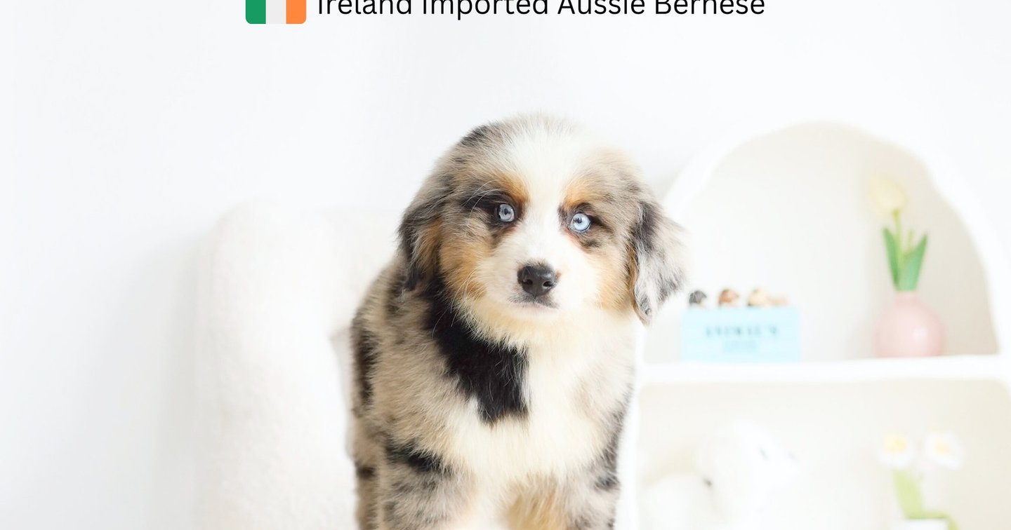 Aussie Bernese [Wolf] | Dawgs & Co. Premium Singapore Pet Shop