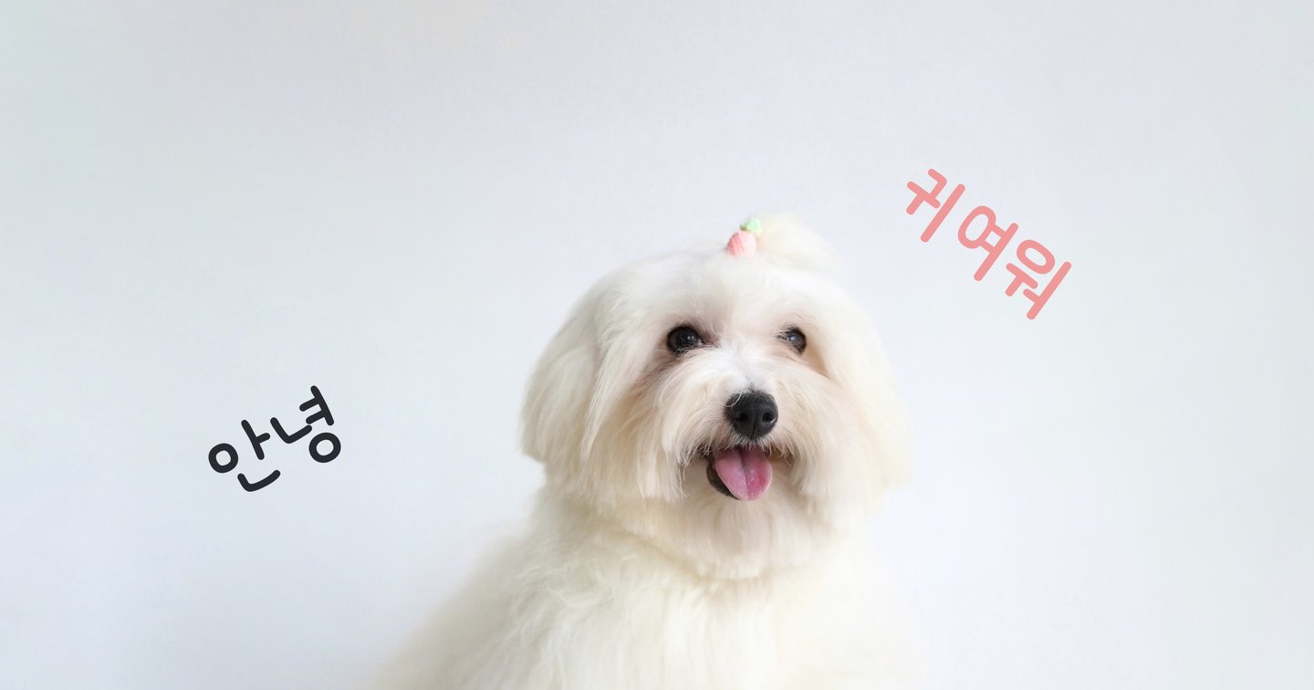 Coton De Tulear [Nabi] | Dawgs & Co. Premium Singapore Pet Shop