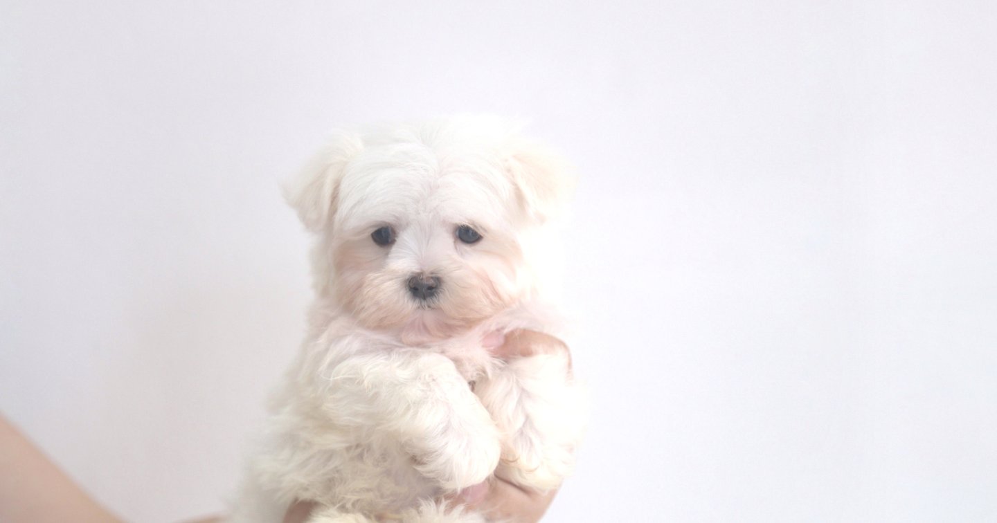 Miniature Maltese [Mandoo] | Dawgs & Co. Premium Singapore Pet Shop