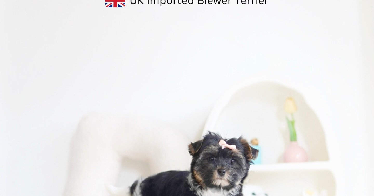 Biewer Terrier [Olive] | Dawgs & Co. Premium Singapore Pet Shop