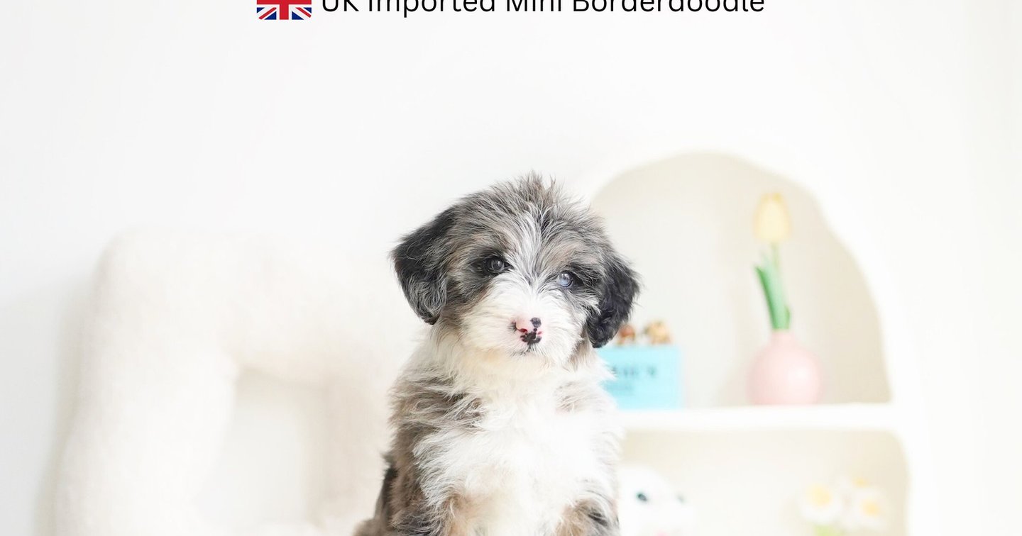 Mini Borderdoodle [Novena] | Dawgs & Co. Premium Singapore Pet Shop