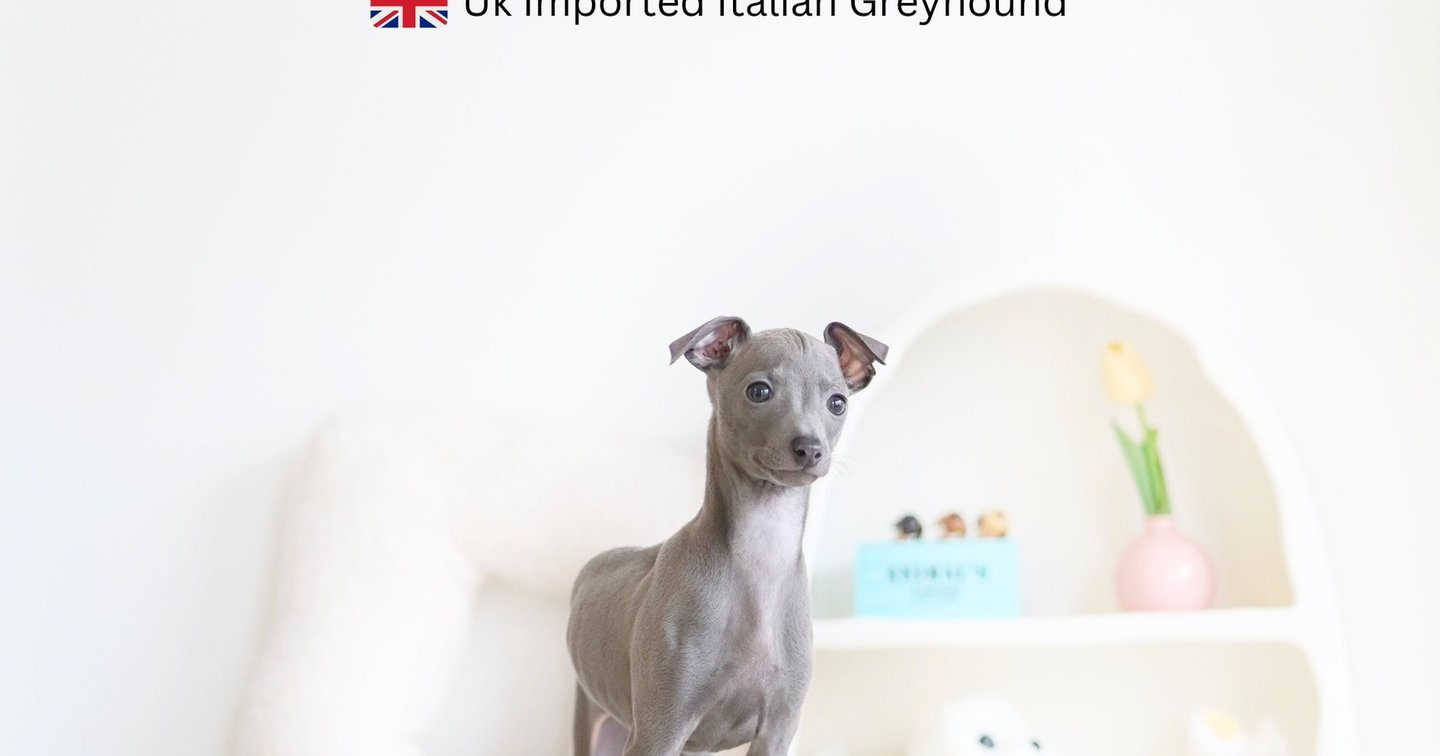 Italian Greyhound [Lucia] | Dawgs & Co. Premium Singapore Pet Shop