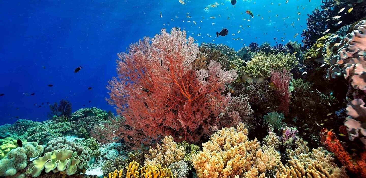 The Endangerment of Coral Reefs | Green Actions 4 Earth