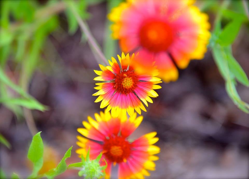 Oklahoma Native Plant Society - Rooted In Conservation | Oklahoma ...