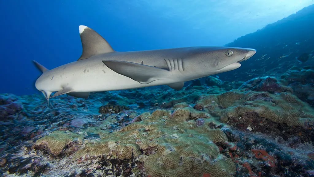 Maldives Shark Fishing Policy 2025: What Travelers Need to Know | Nala ...