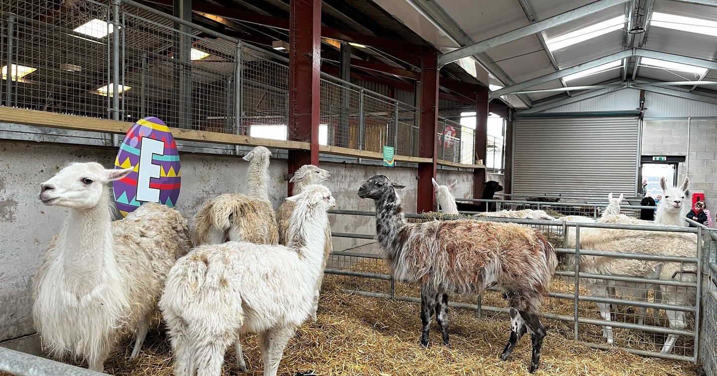 Thornton Hall Farm: A Fun-Filled Day Out for the Whole Family | Colne ...