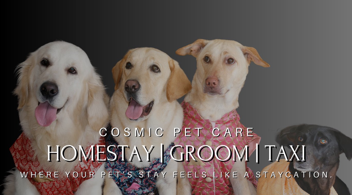 About Cosmic Pet Care | Dog boarding in Bangalore | Home dog boarding ...