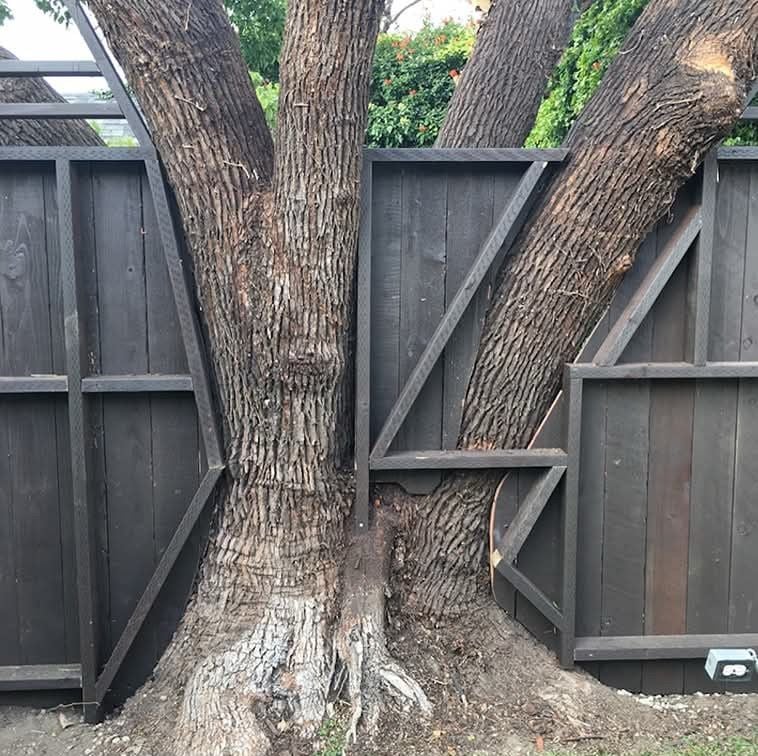 "Rooted Beyond Barriers" | Crumbs & Wonders