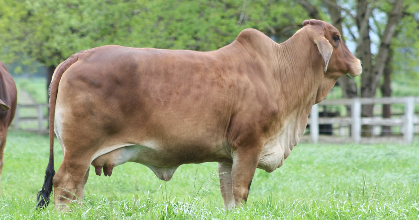 brahman cow | Montgomerys