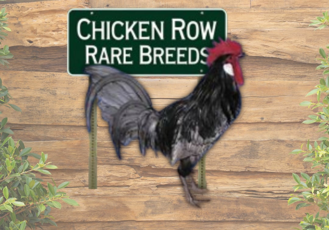 Blue Andalusian | Chicken Row Rare Breeds