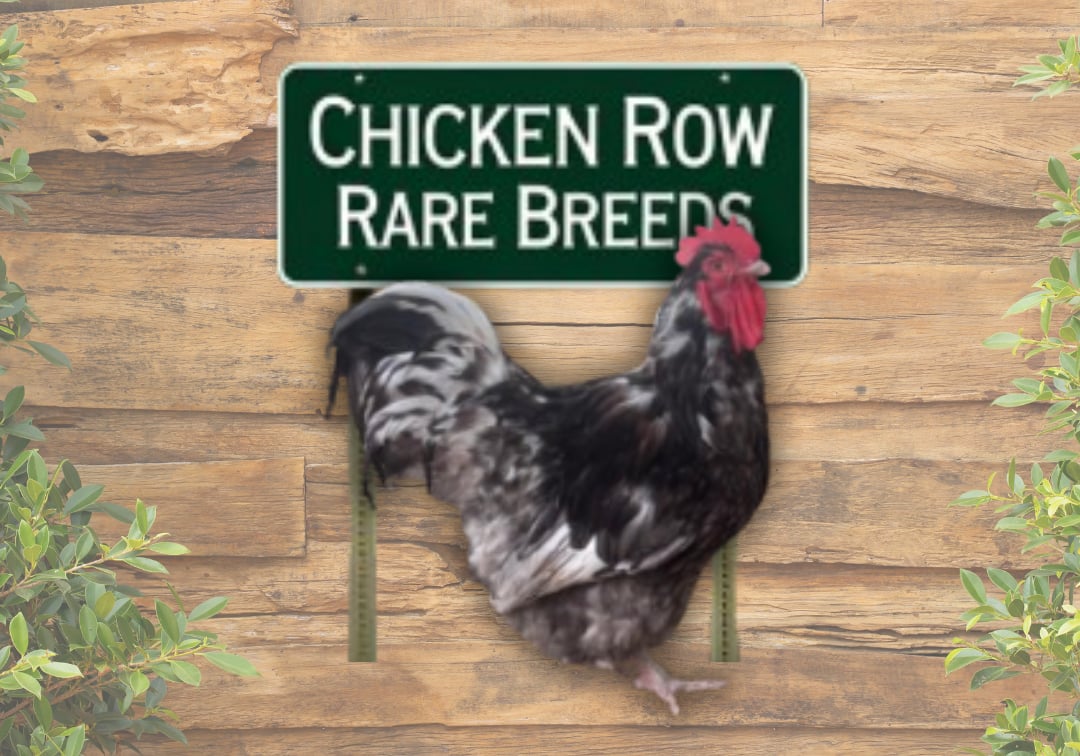 Jersey Giant | Chicken Row Rare Breeds