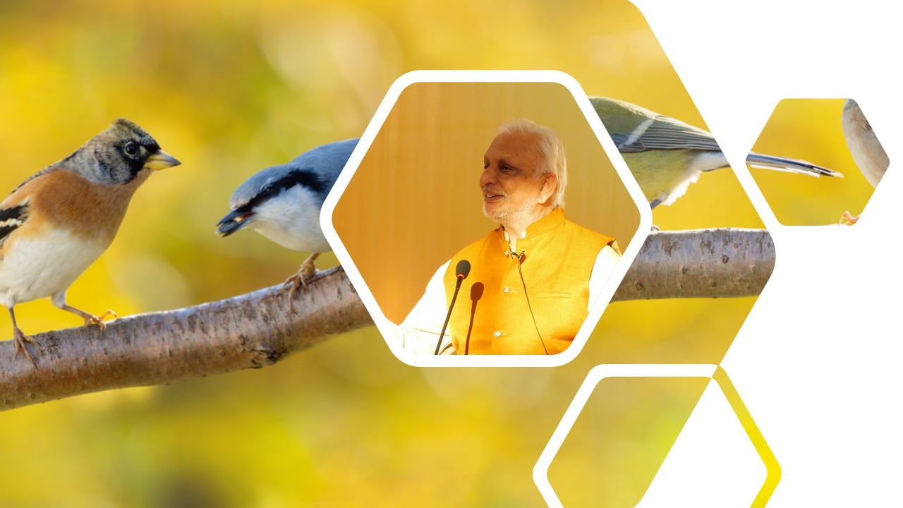 Sri M’s Online Programs during COVID pandemic | The Sacred Grove Foundation, UK