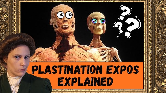 Plastination Exhibitions Explained: Body Worlds, Ethics, and Human ...