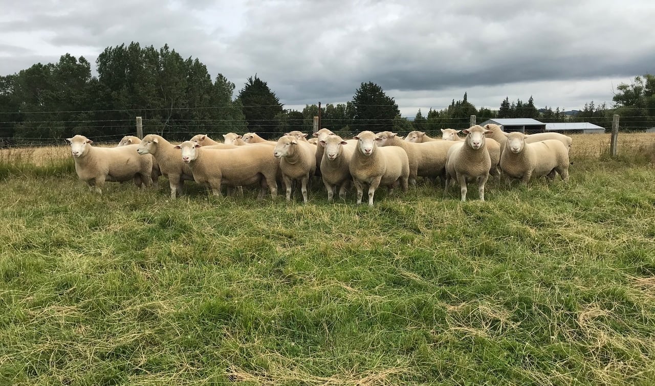 Arkley Farm - Ohio Poll Dorset Stud | Terminal Sire | NZ | Arkley Farm ...