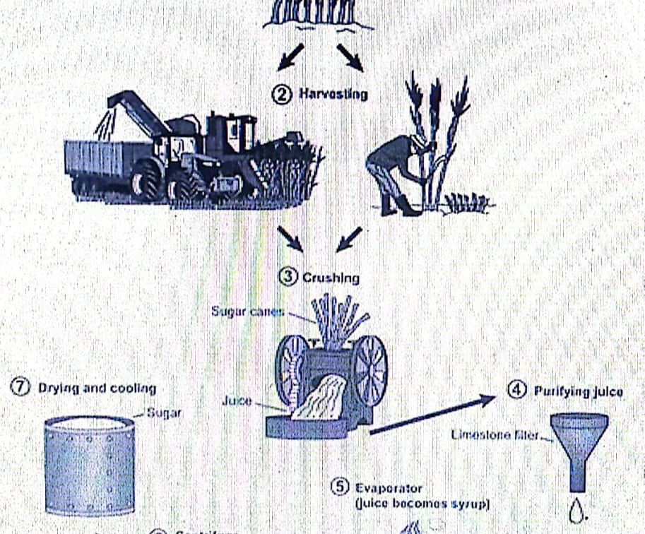 The diagram below shows the manufacturing process for making sugar from ...