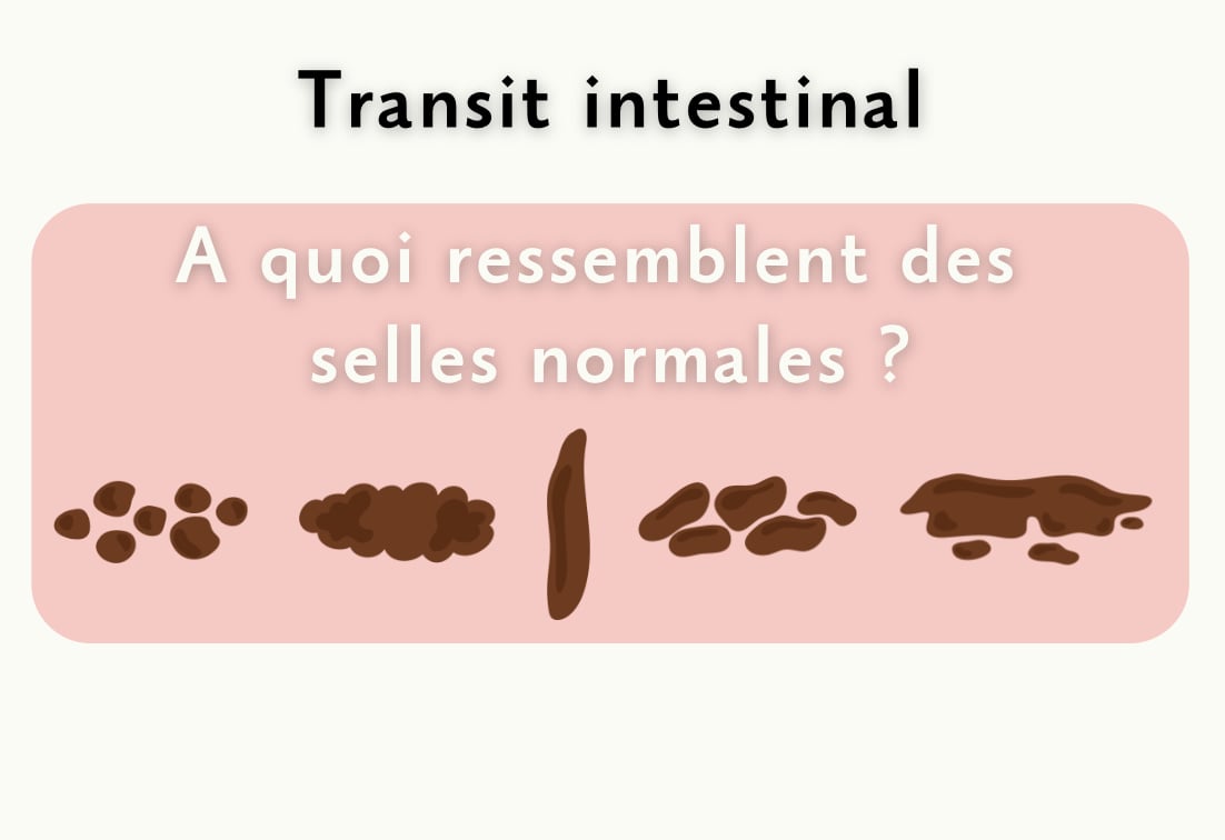 À quoi ressemblent des selles normales ? Comprendre son transit ...