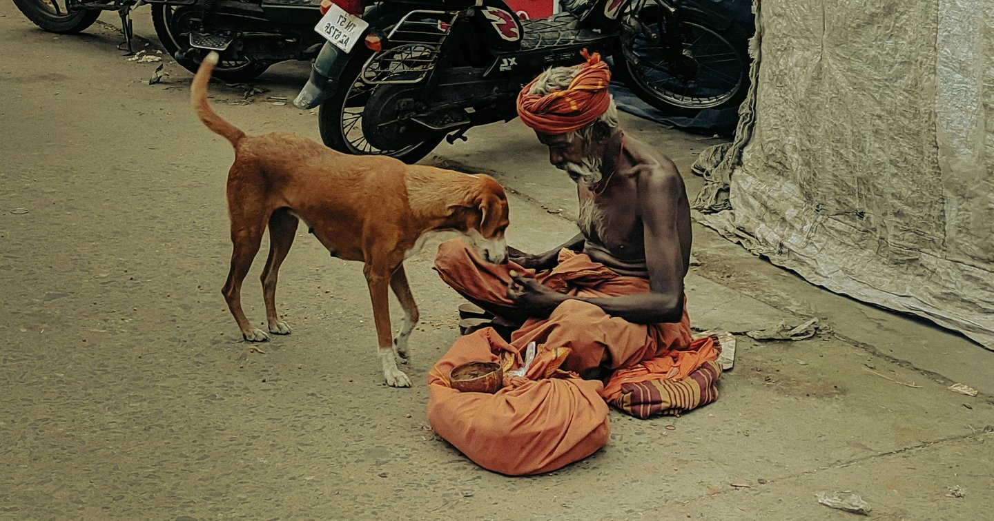 Stray Dog Crisis in India: A Detailed Analysis | Animal Life News