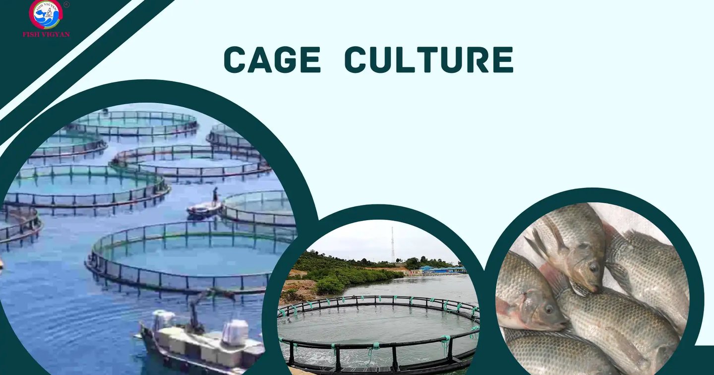 Cage Culture: A Guide for Beginners | Fish Vigyan