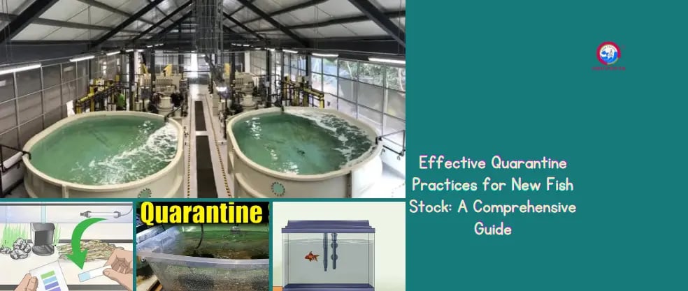 Effective Quarantine Practices for New Fish Stock: A Comprehensive ...