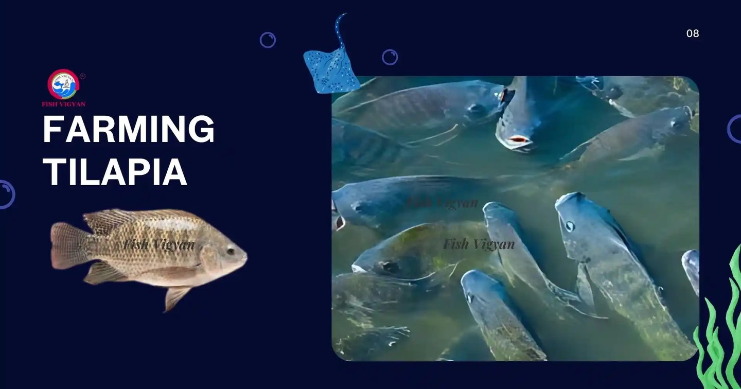 Everything You Need to Know About Farming Tilapia | Fish Vigyan