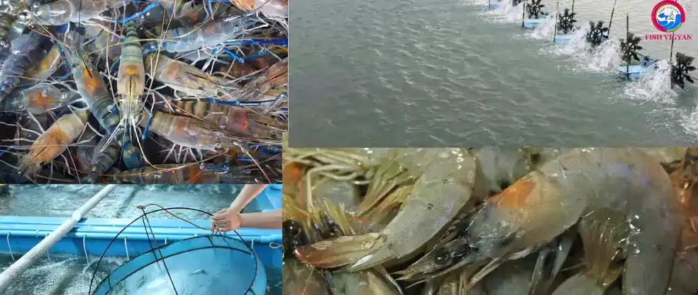 Prawn or Shrimp Farming: Steps to Get Started | Fish Vigyan