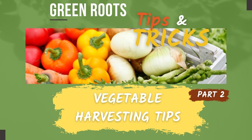 Vegetable Harvesting Tips - Part 2 | Garden Green Roots