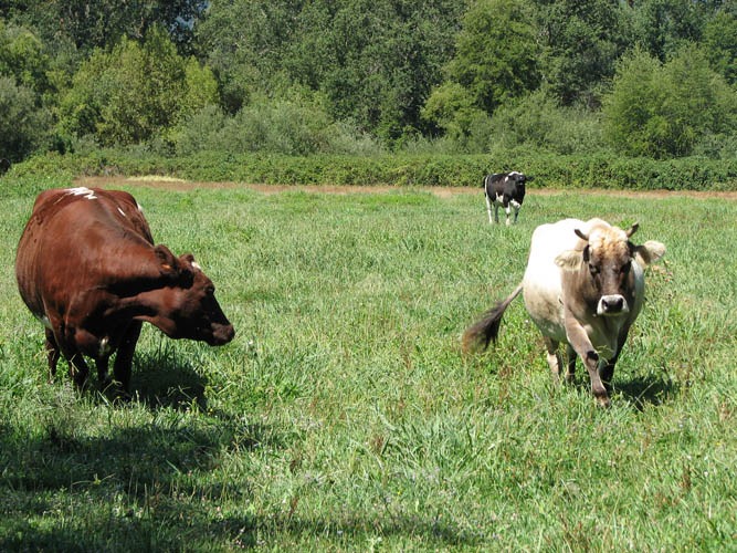 Compassionate Care for Rescued Cows in California | KrishnasCows.com