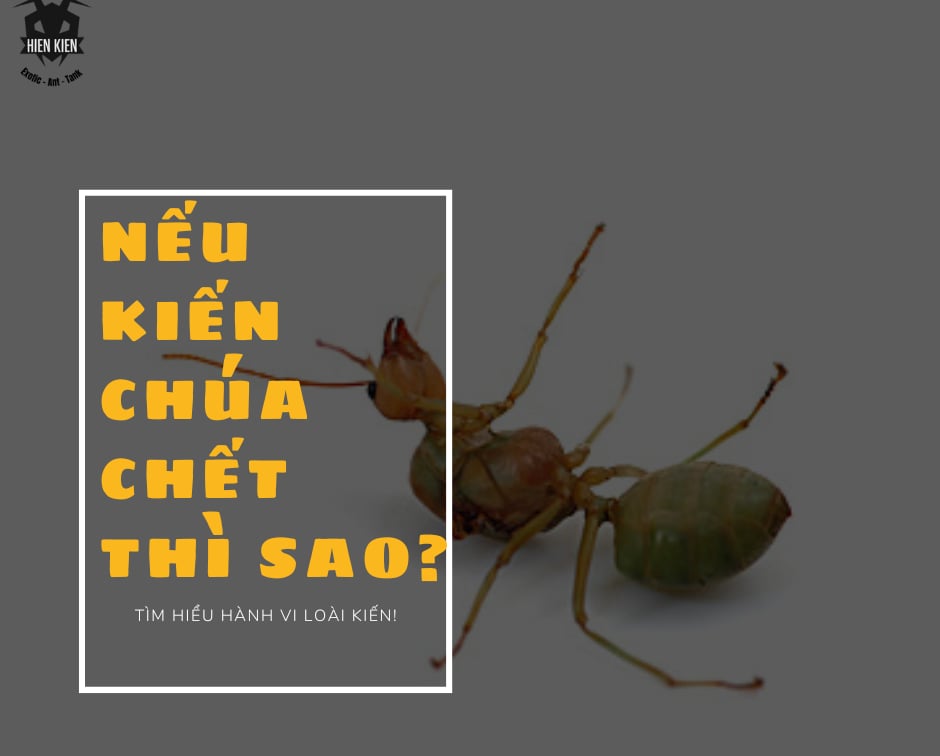 Nếu Kiến Chúa Chết Thì Sao ? | Tạp Hoá Hiển Kiến