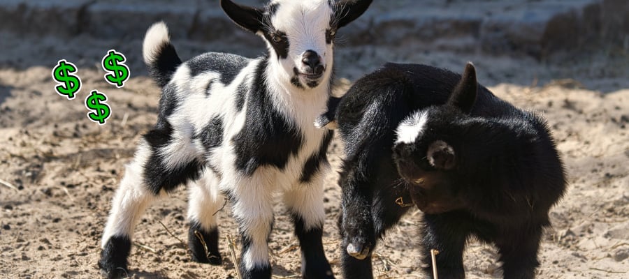 How to Make Money with Goats | Rustic Roots Homestead