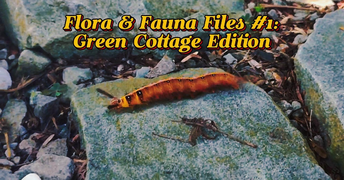 Flora and Fauna Files #1: Green Cottage Edition | Green Cottage Trading