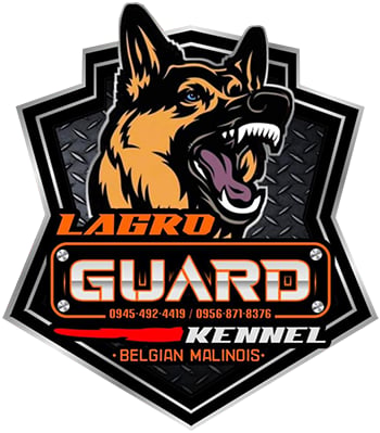 Exceptional Belgian Malinois at LaGroGuard Kennel | Laproguard Kennel