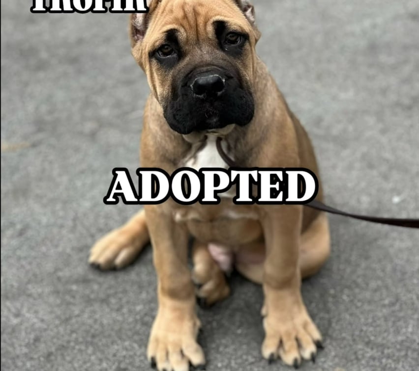 Cane Corso Rescue in California: Our Mission and Adoption Process ...