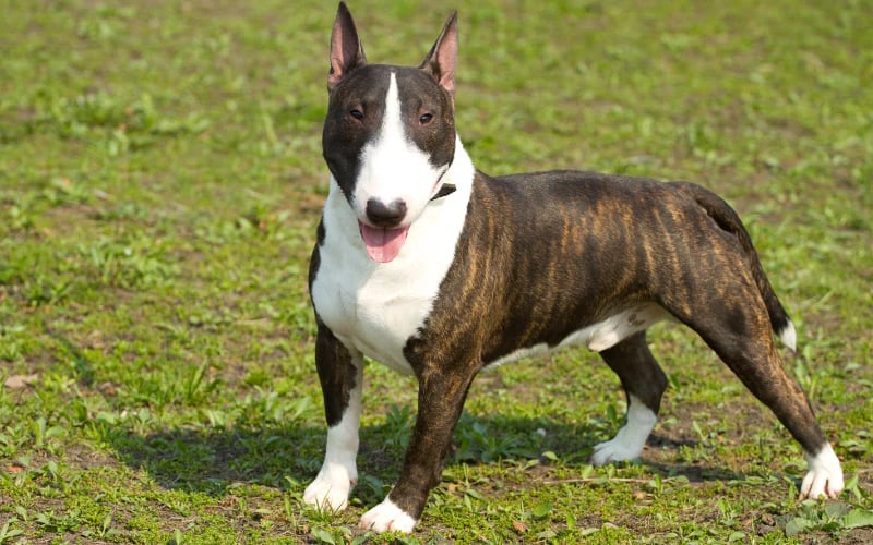 Bull Terrier puppies for sale | Affordable Bullies