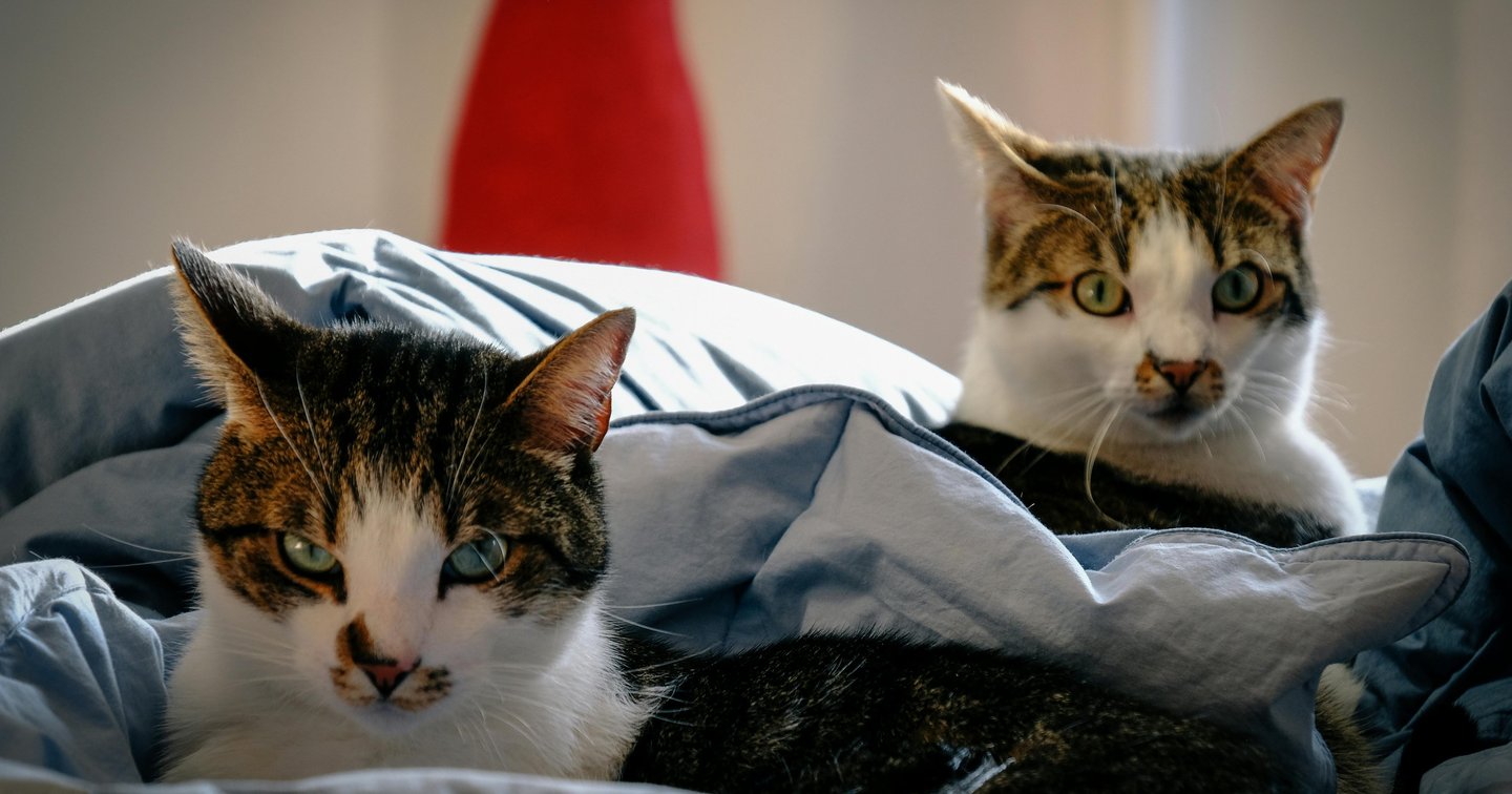 How To Tell If Your Cats Are Fighting Or Playing | Petland wellness